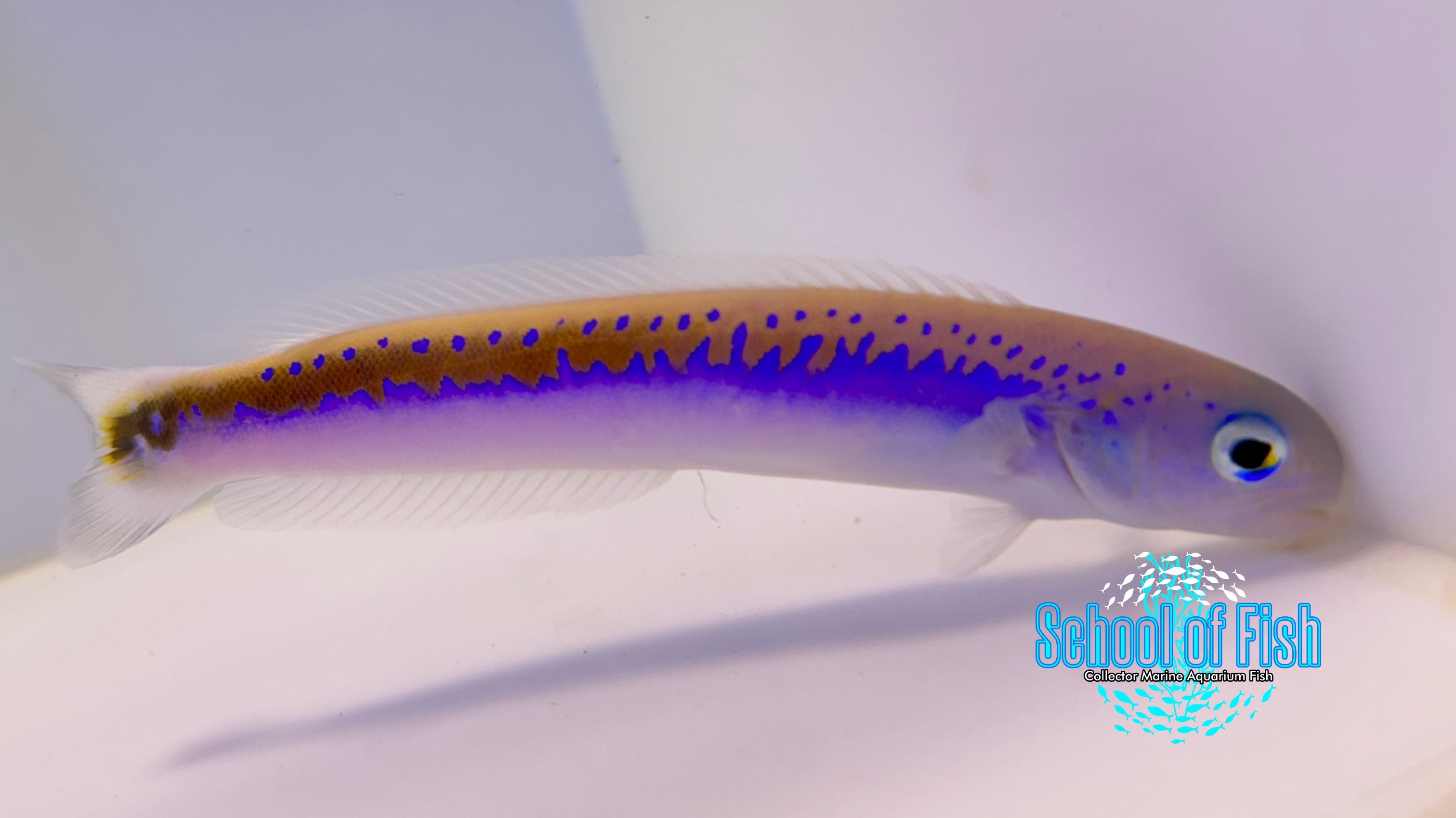Oreni Tilefish 5" OT4 | School of Fish Online Store