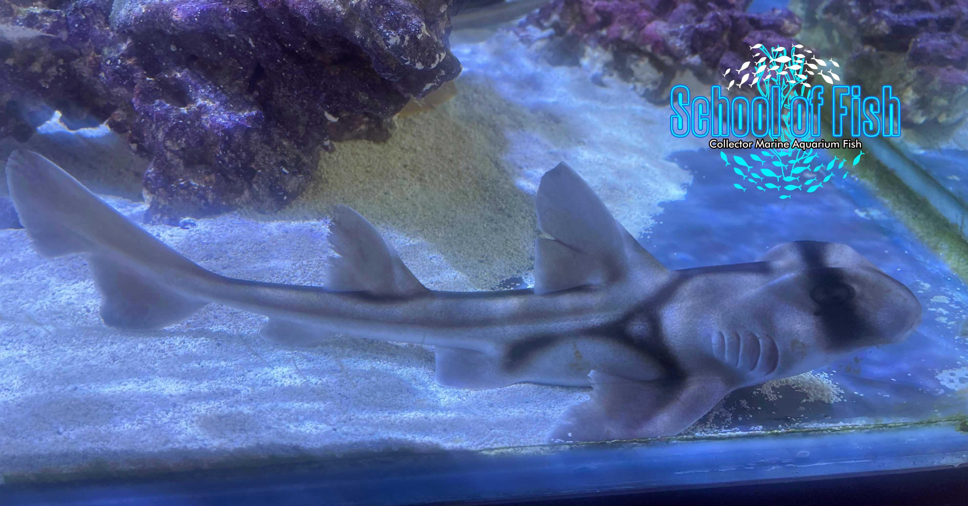 Port Jackson Shark Female PJF2 | School of Fish Online Store