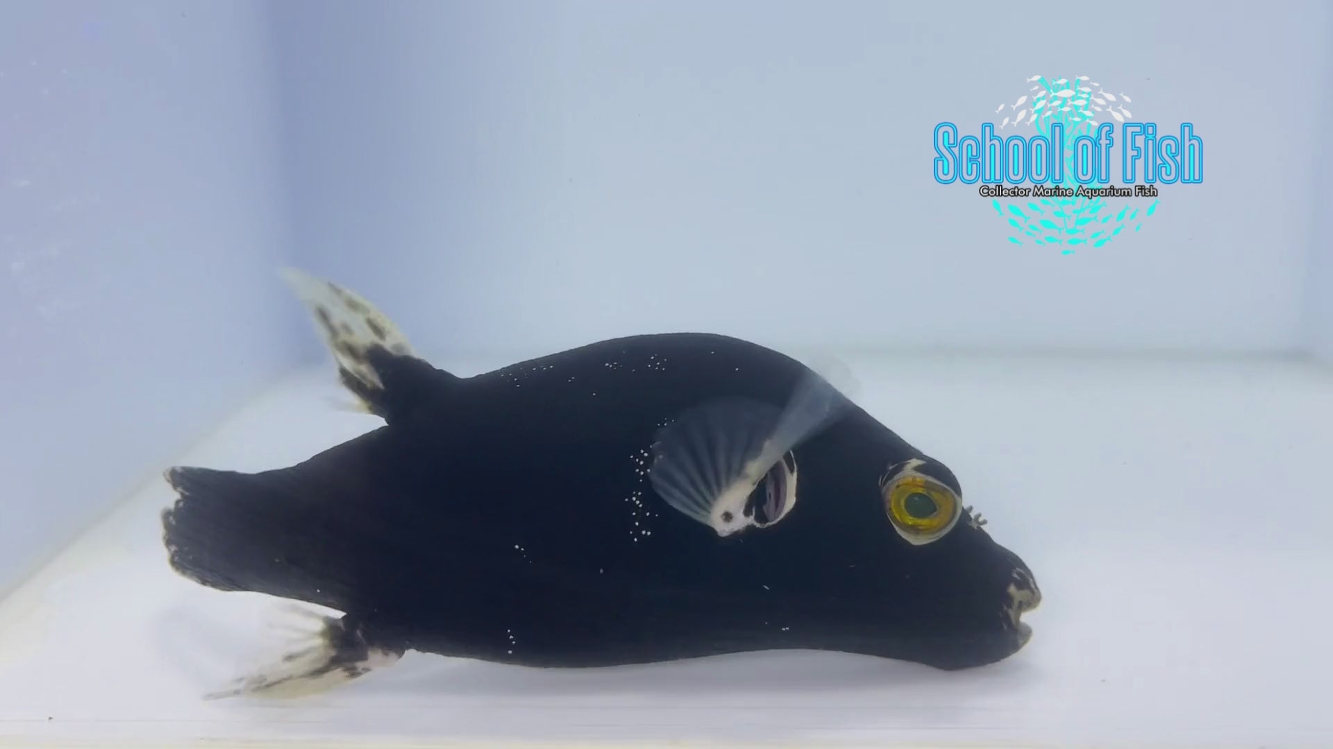 Solomon Island Midnight Puffer MP4 | School of Fish Online Store