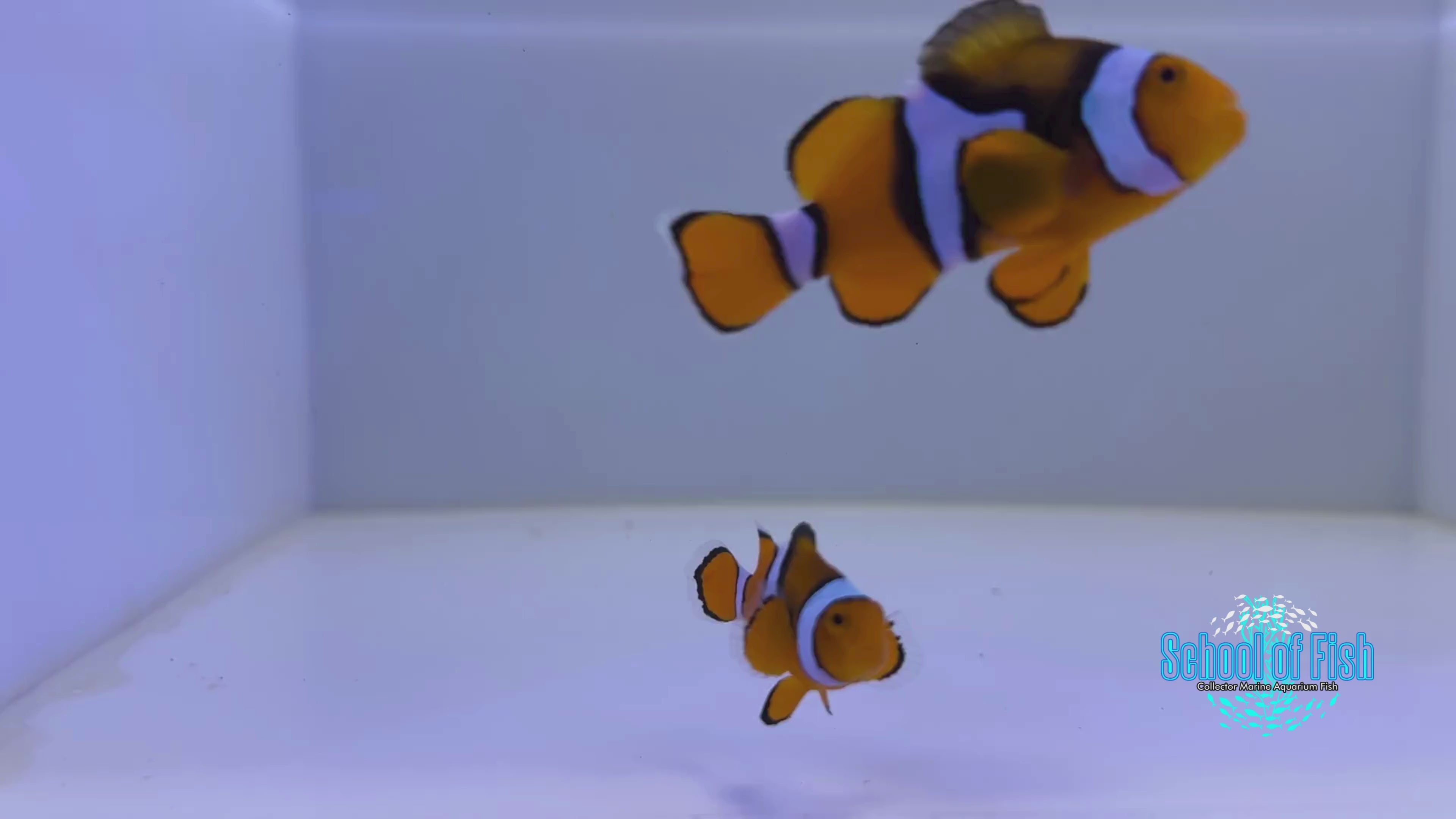 True Percula Clown Pairs WILD #L | School of Fish Online Store