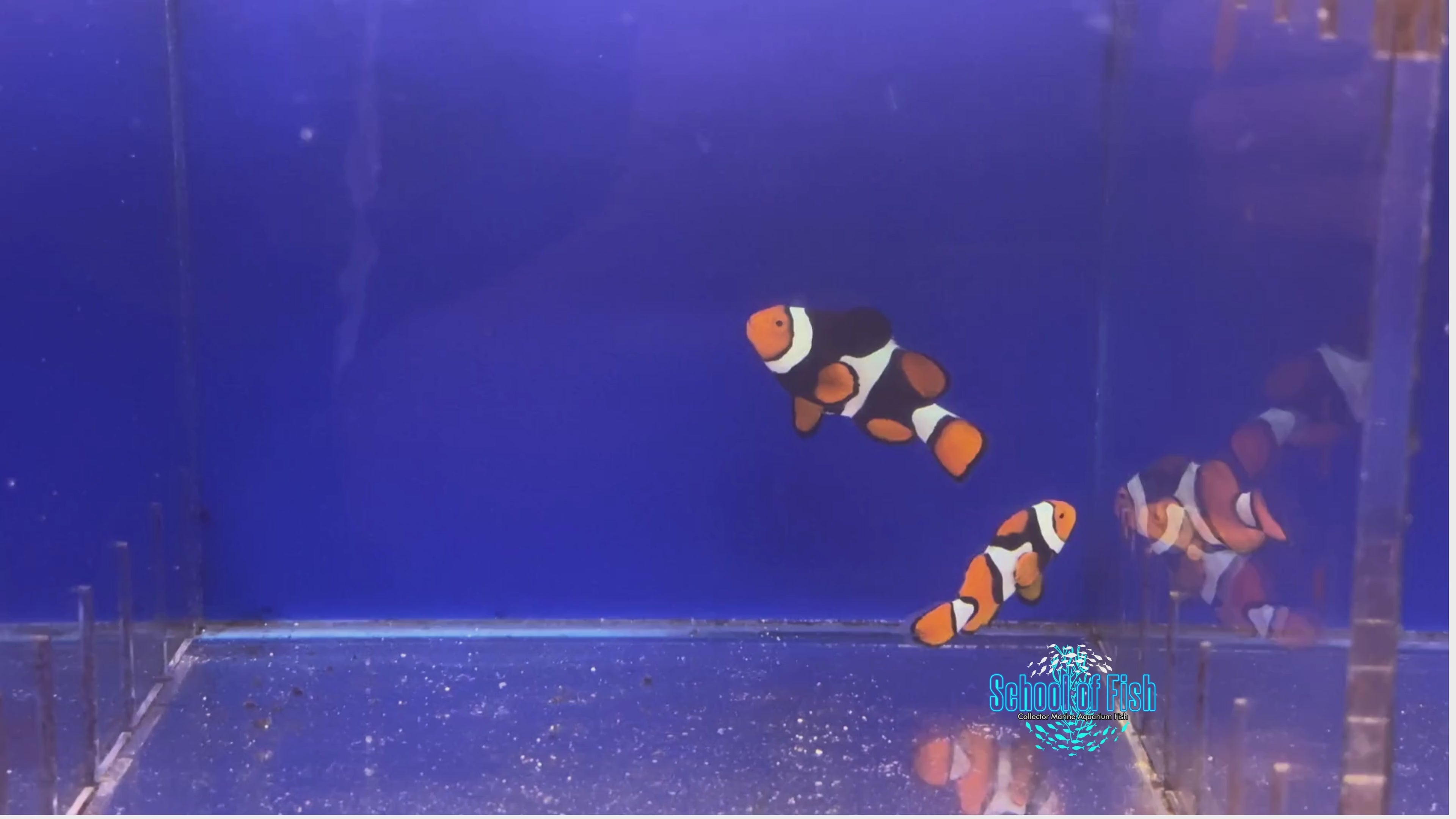 True Percula Clown Pairs WILD #1 | School of Fish Online Store