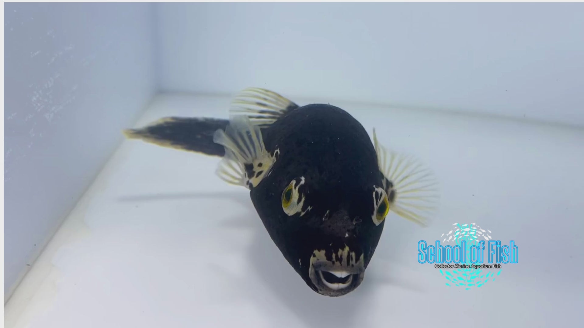 Solomon Island Midnight Puffer MP1 | School of Fish Online Store