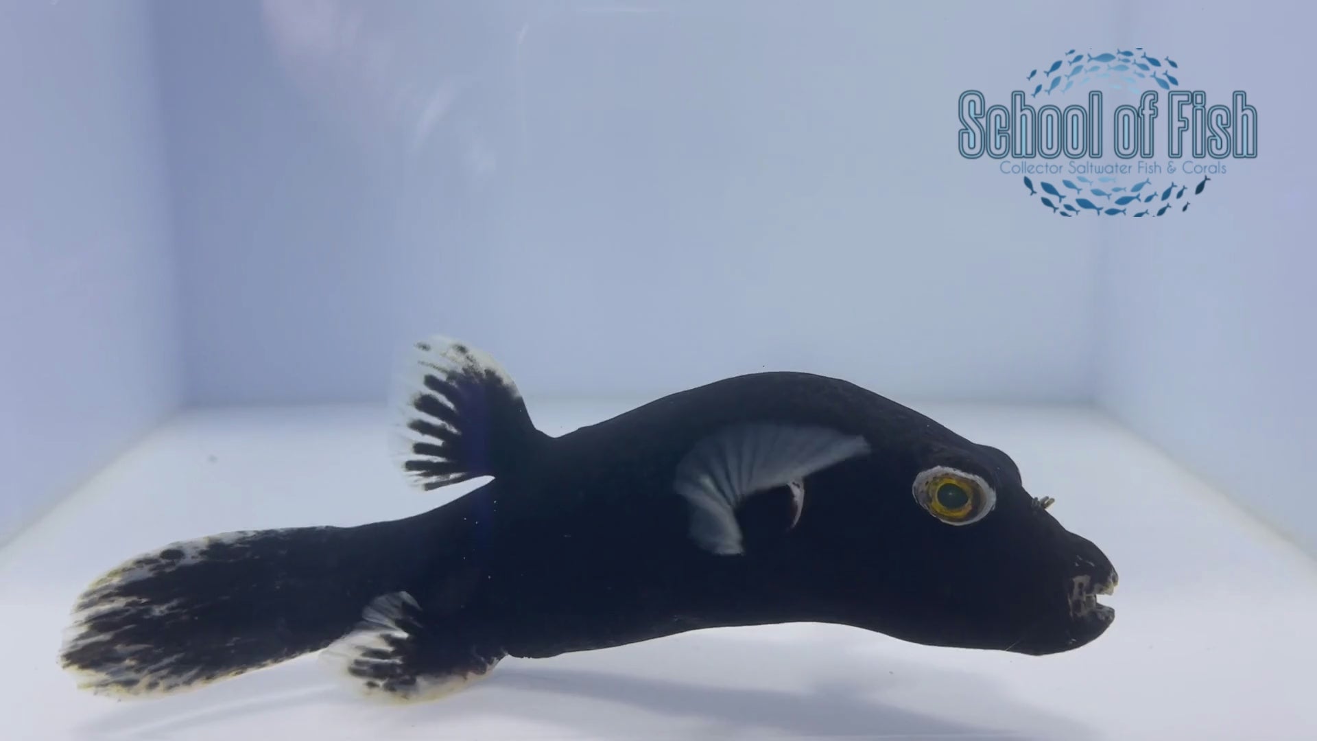 Solomon Island Midnight Puffer MP2 | School of Fish Online Store