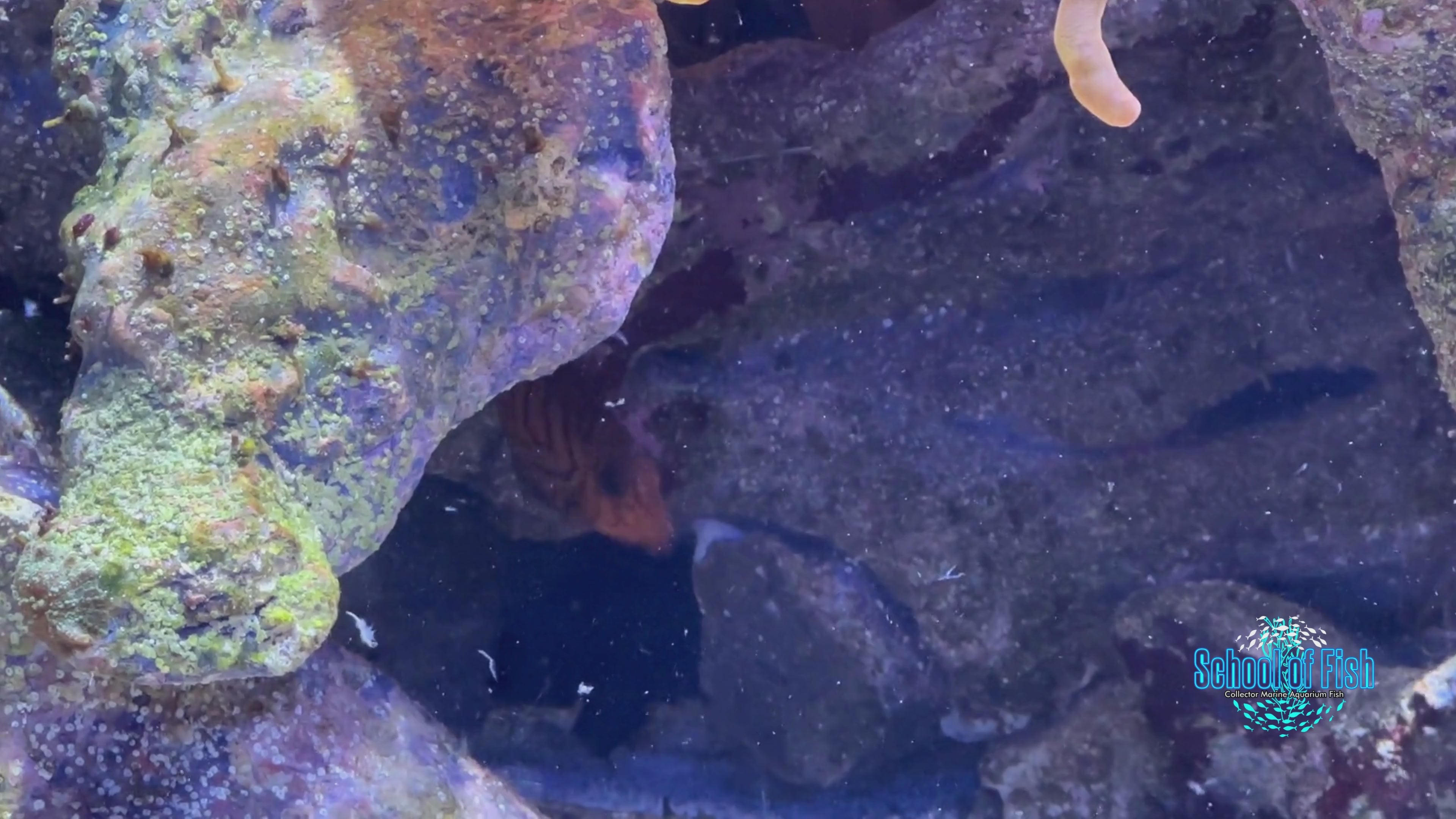 Baby Longnose Black Tang 1.5" | School of Fish Online Store