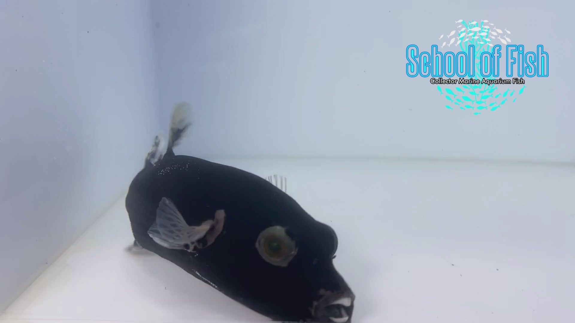 Solomon Island Midnight Puffer MP6 | School of Fish Online Store