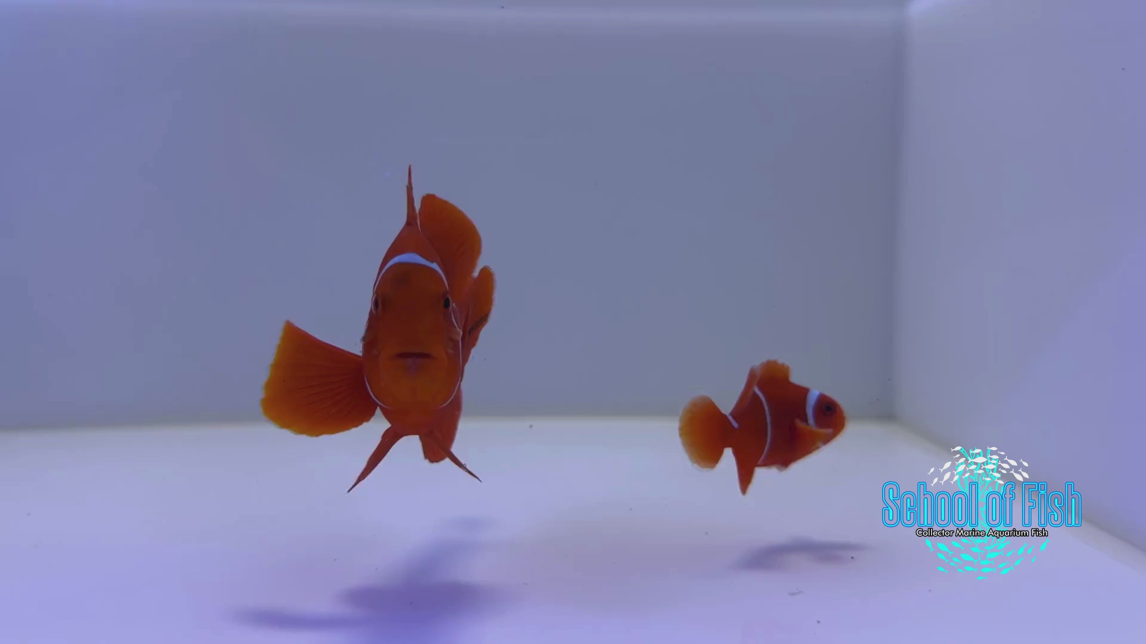 Wild Caught White Stripe Maroon Pair #O | School of Fish Online Store