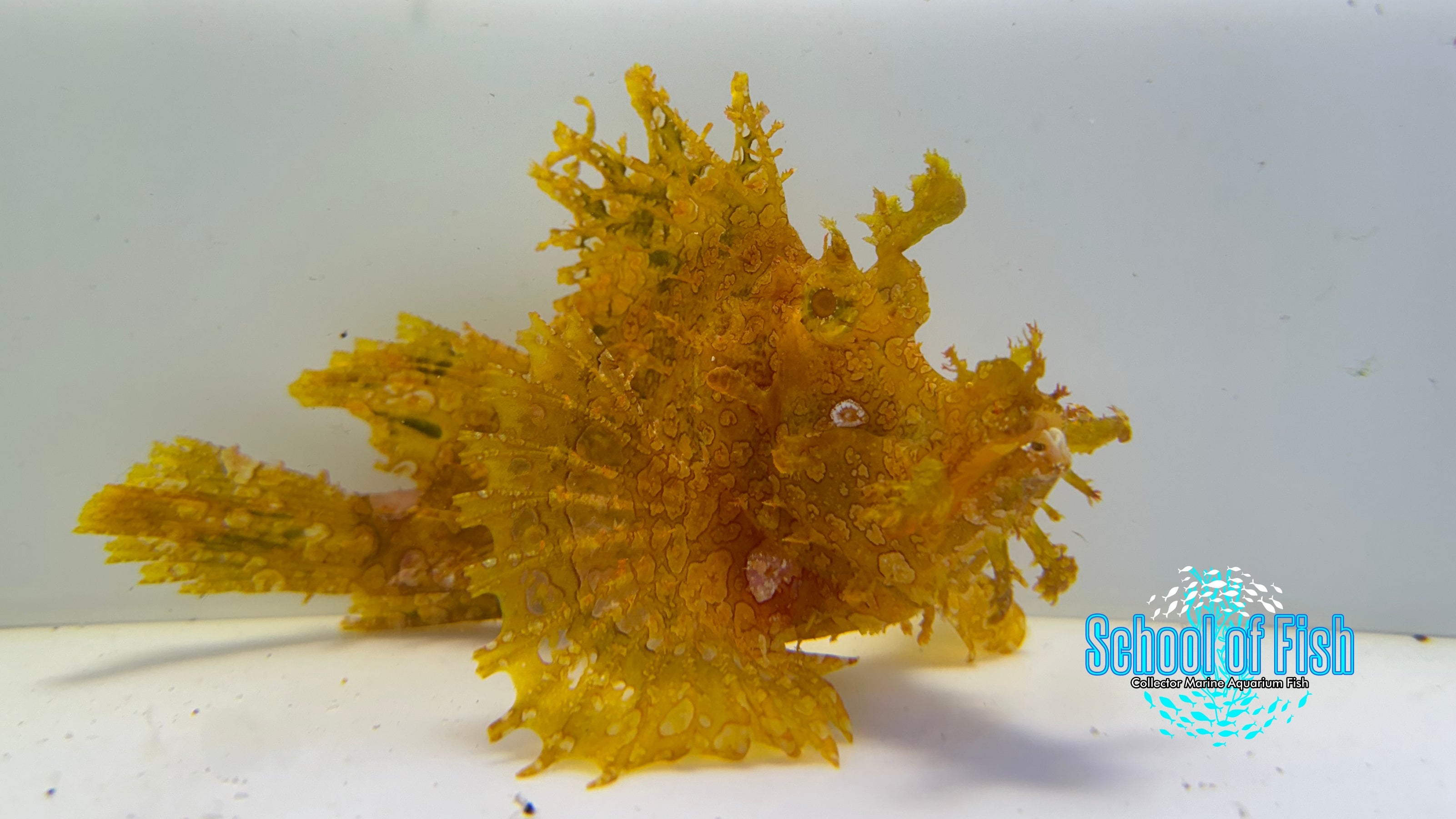 Yellow Frilly Rhinopias Scorpion YFS1 | School of Fish Online Store