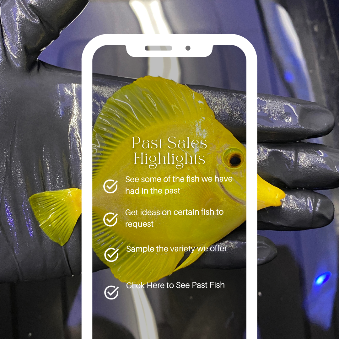 Freshwater Service Plans | School of Fish Online Store