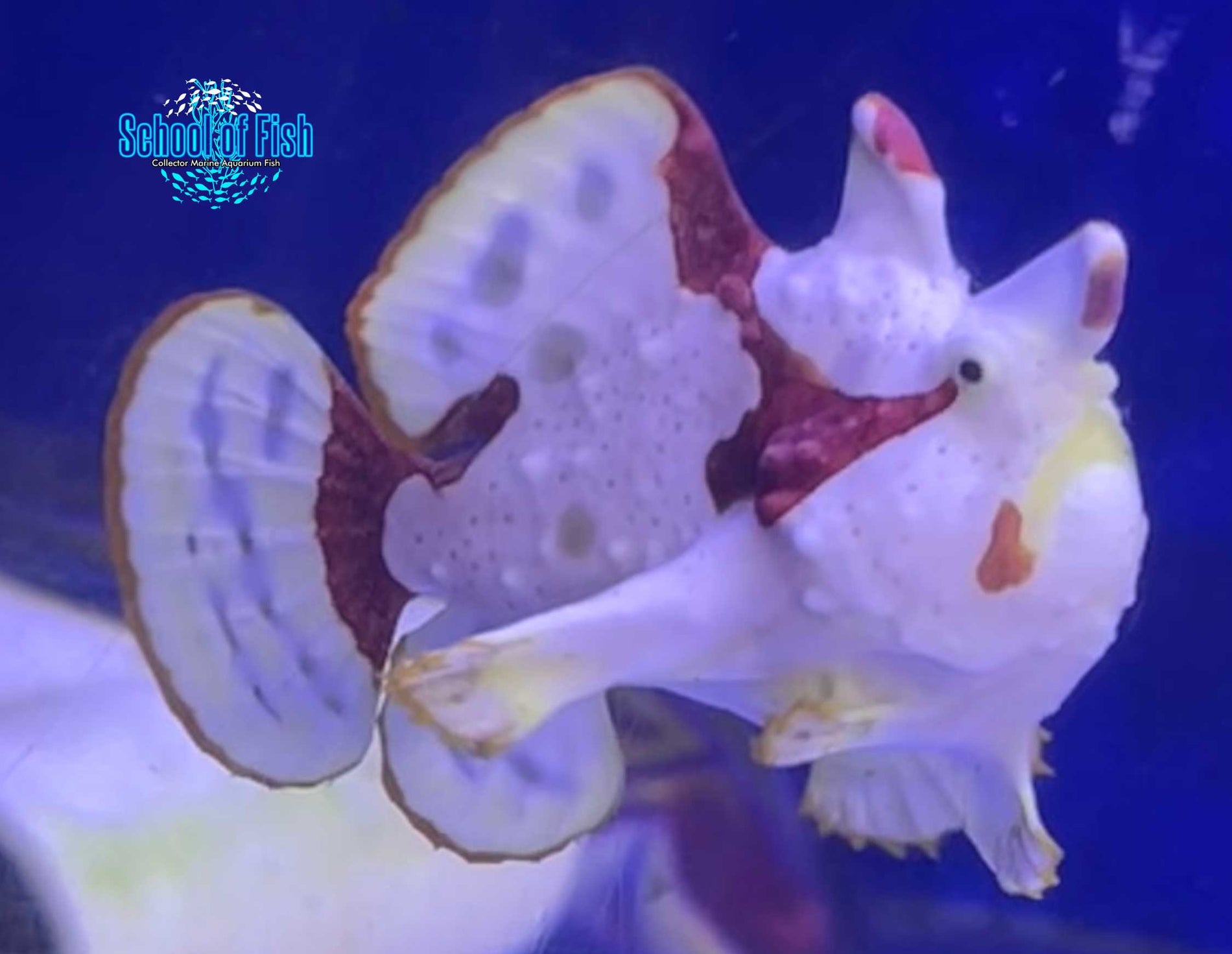 White Wartskin Anglerfish WA1 | School of Fish Online Store