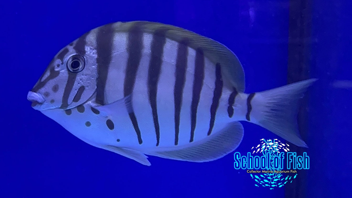 Zebra Tang ZT2 | School of Fish Online Store