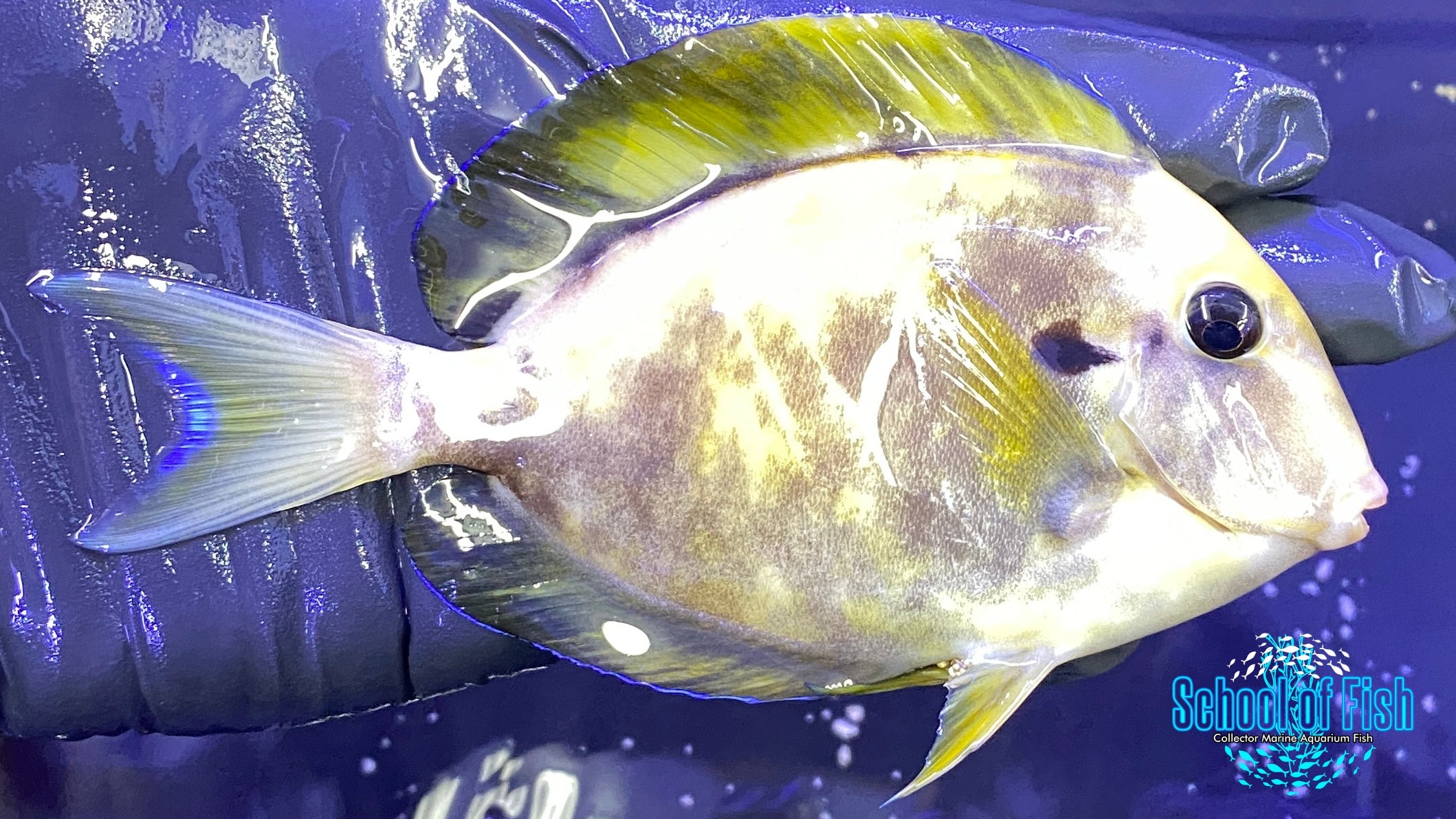 Abberrant Black Shoulder/Tenneti Hybrid Tang | School of Fish Online Store