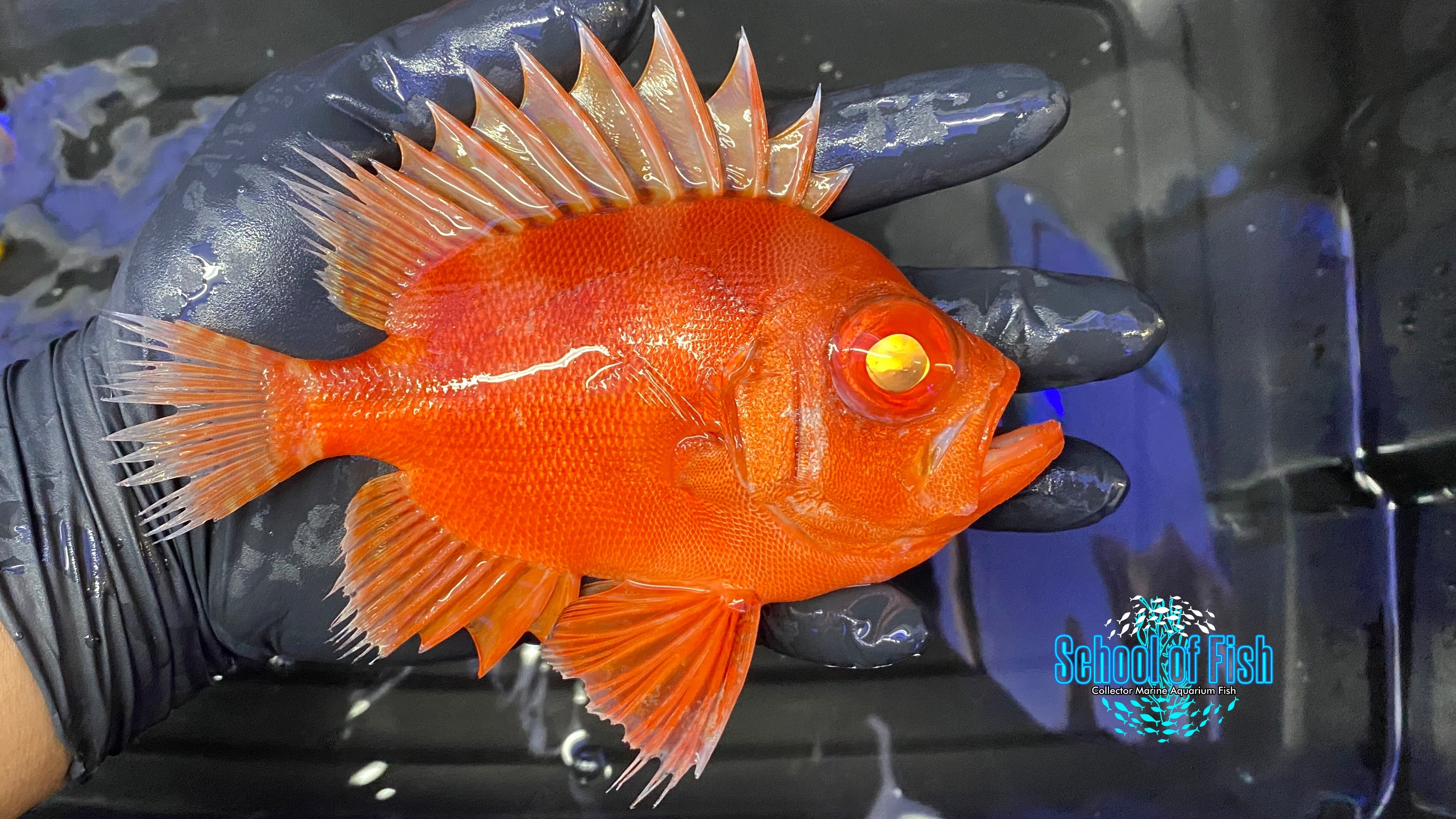 Big Eye Catalufa 5" | School of Fish Online Store