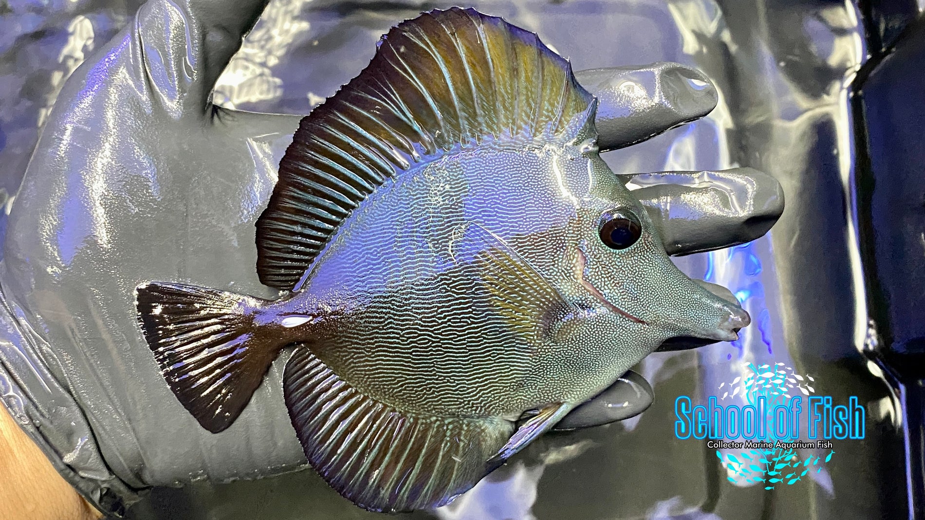 Black Tang Hybrid | School of Fish Online Store