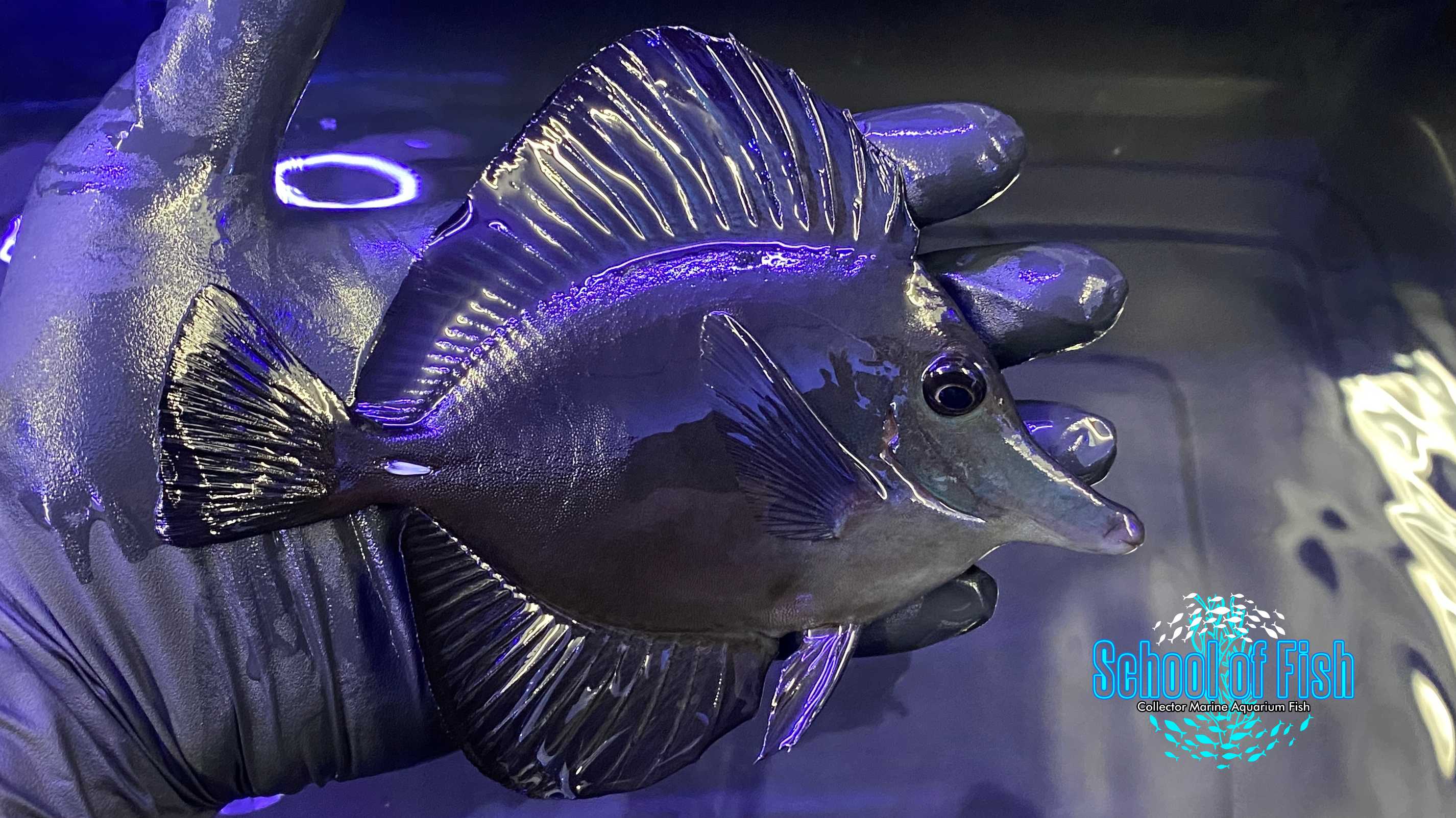 Black Tang #2 5" | School of Fish Online Store