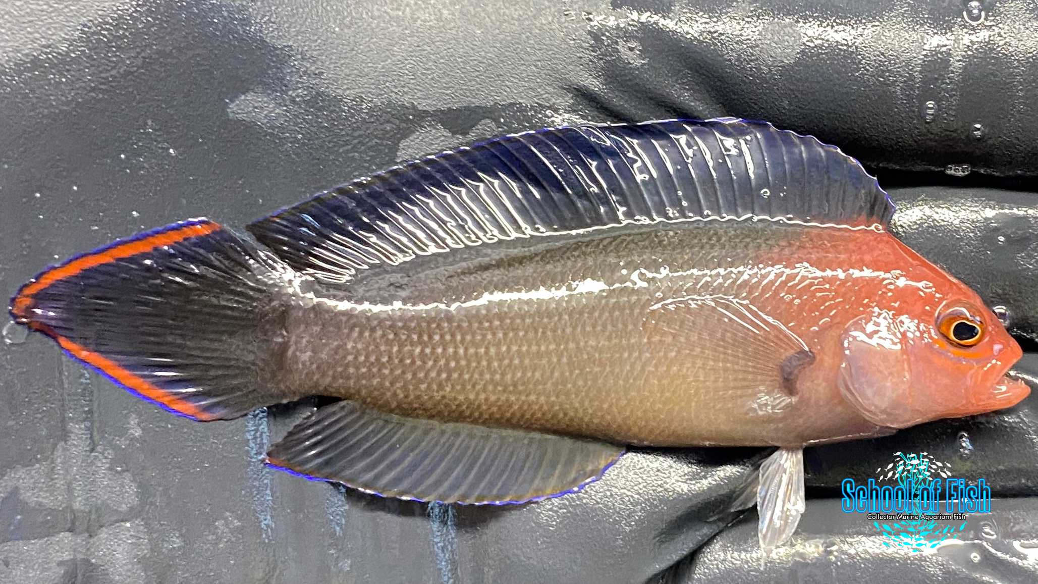 Australian Multicolor Dottyback 4" | School of Fish Online Store