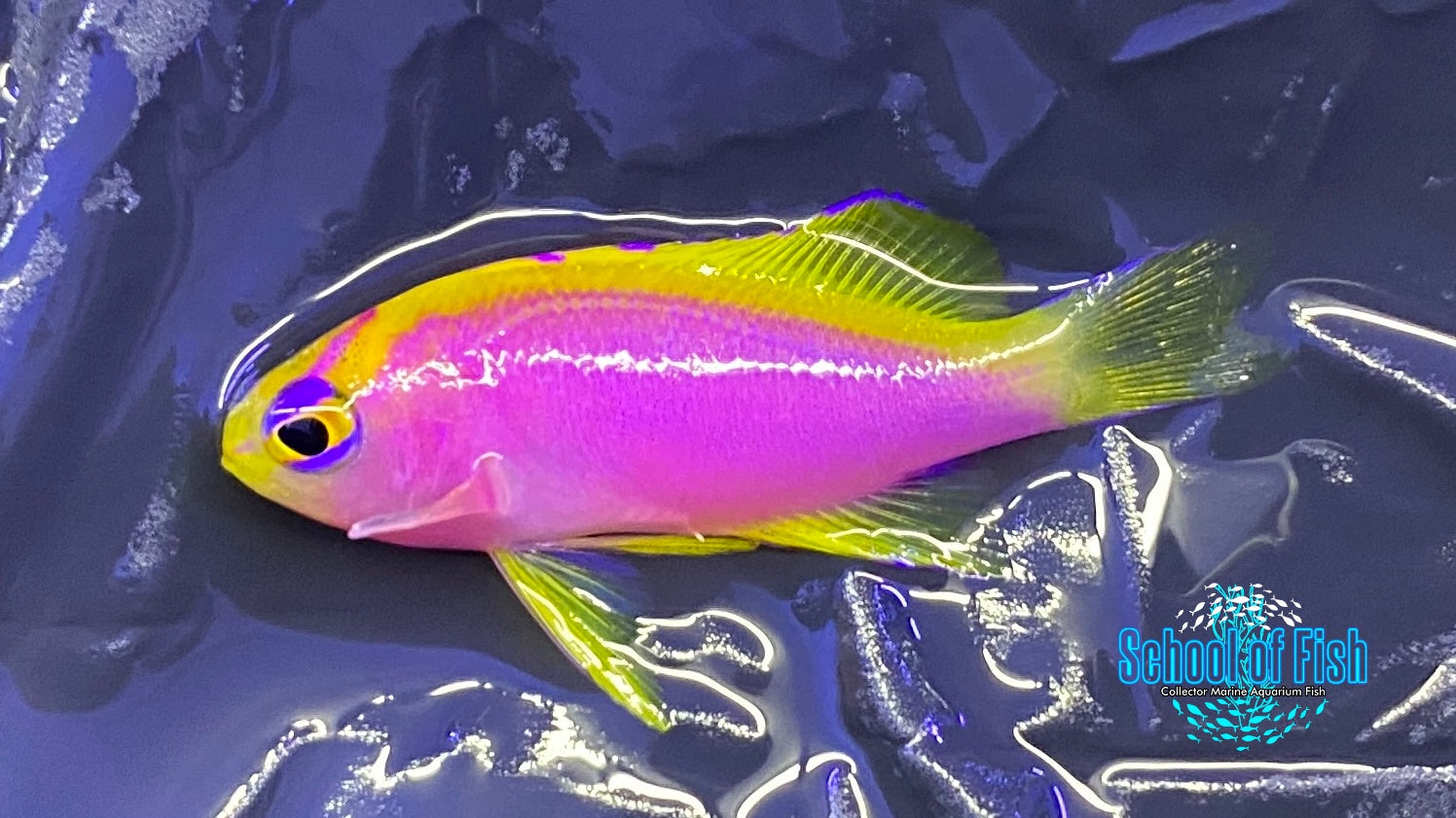 Japanese Ventralis Anthias Female 1." | School of Fish Online Store