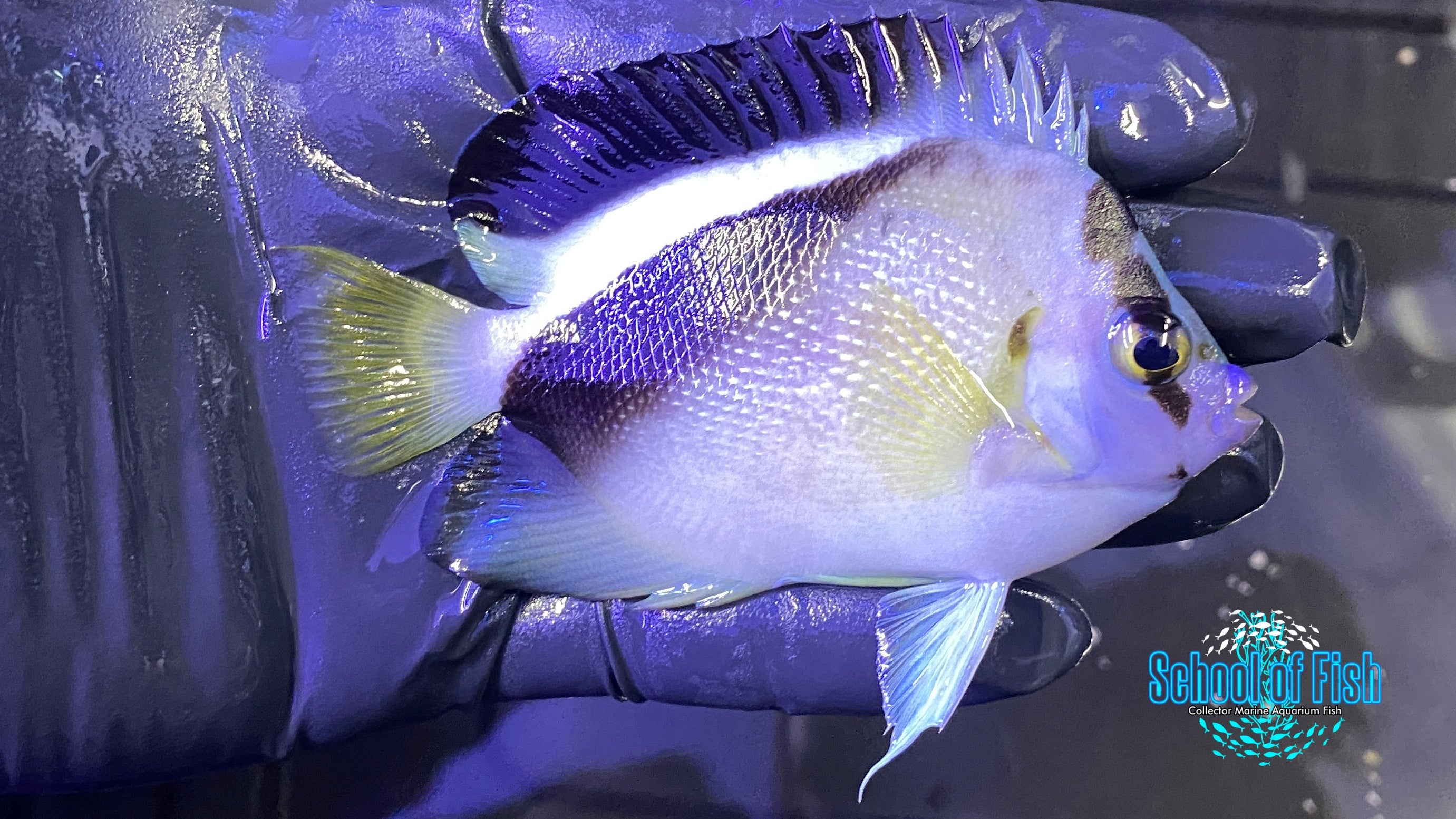 Griffis Angelfish | School of Fish Online Store