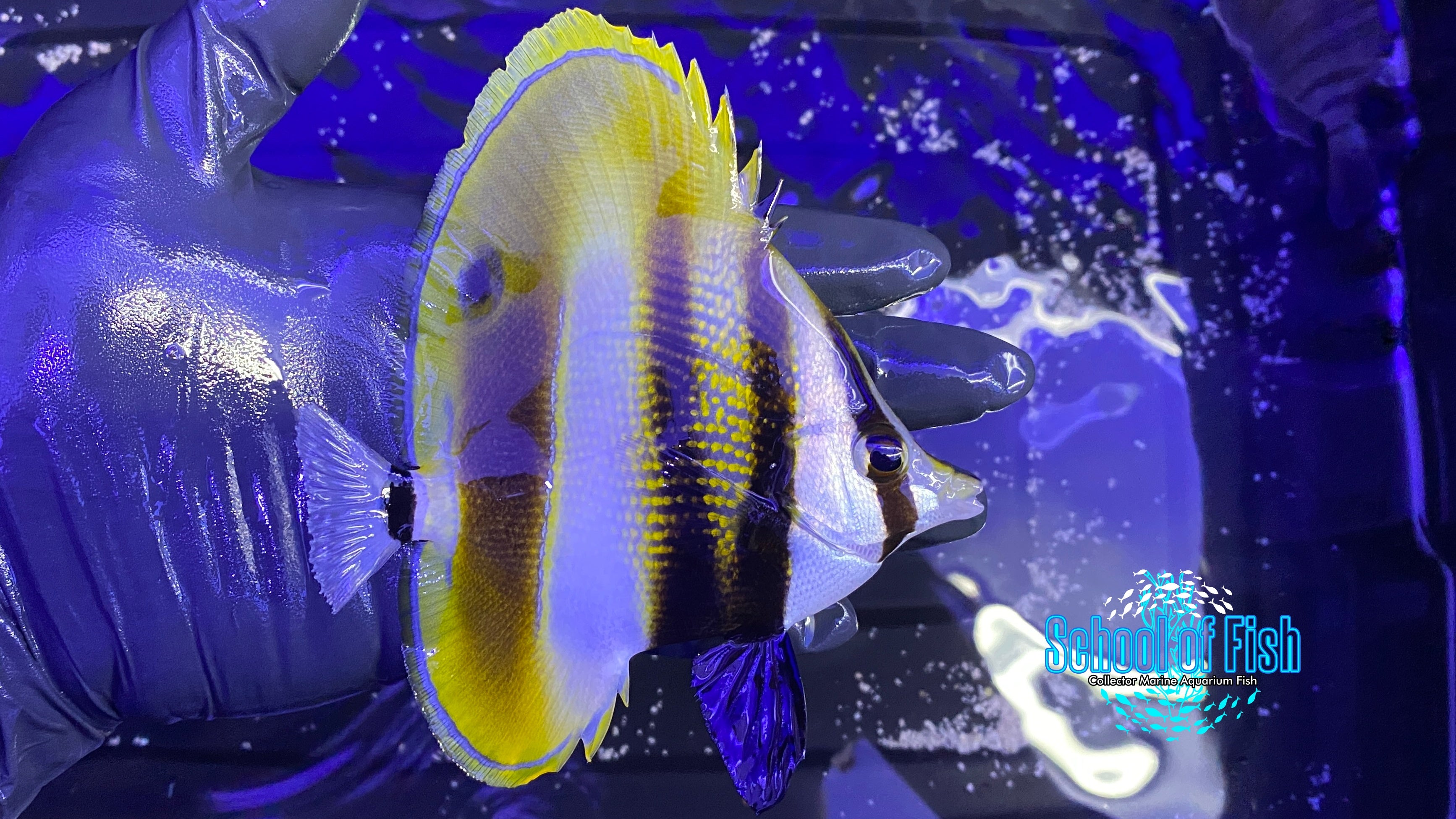 Hifin Coradion L | School of Fish Online Store