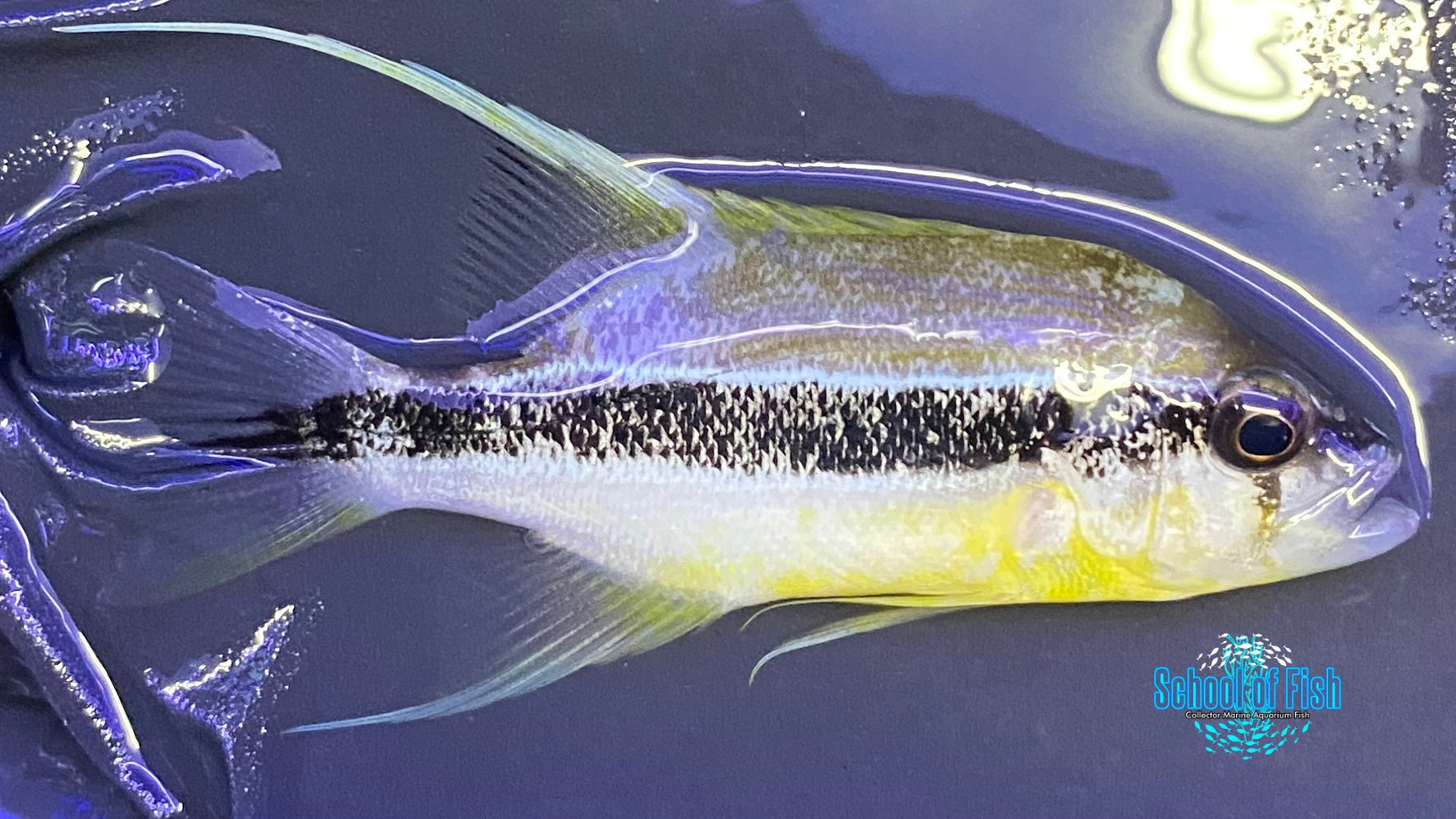 Hifin Snapper Juv | School of Fish Online Store