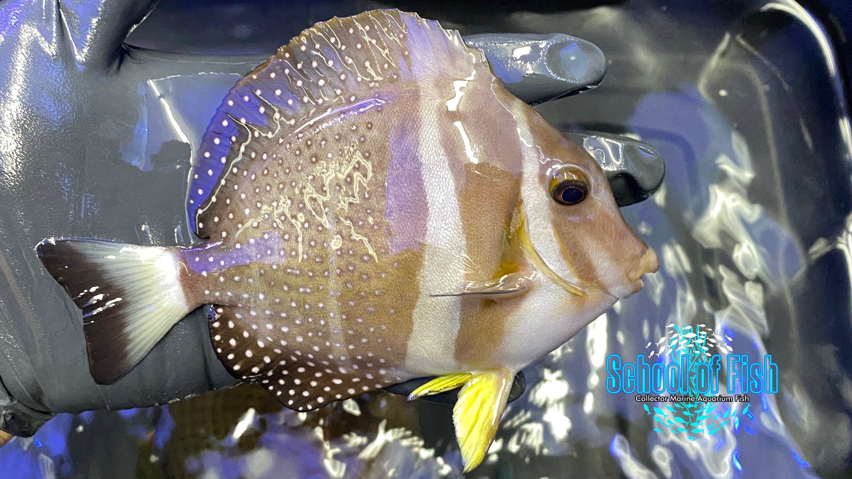 Mustard Tang XL | School of Fish Online Store