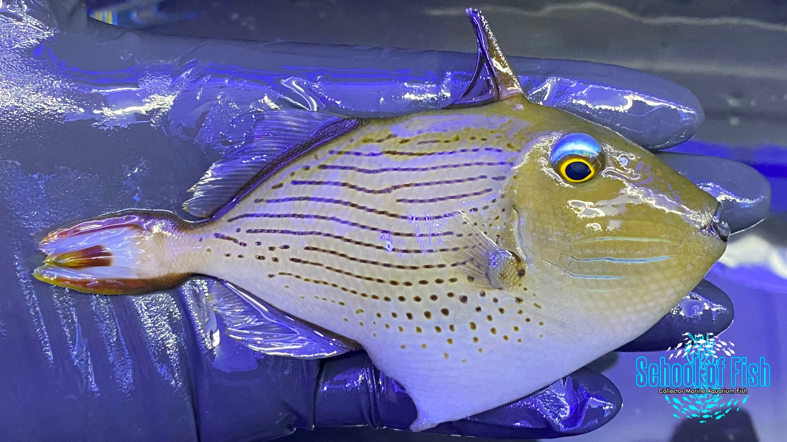 Linespot Trigger 5" | School of Fish Online Store