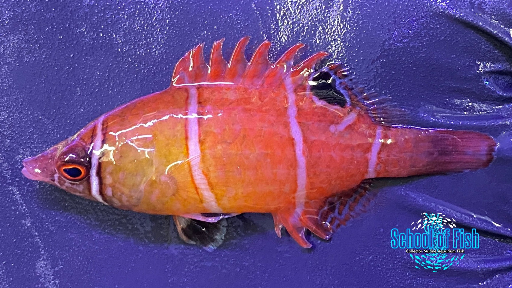 White Banded Possum Wrasse | School of Fish Online Store