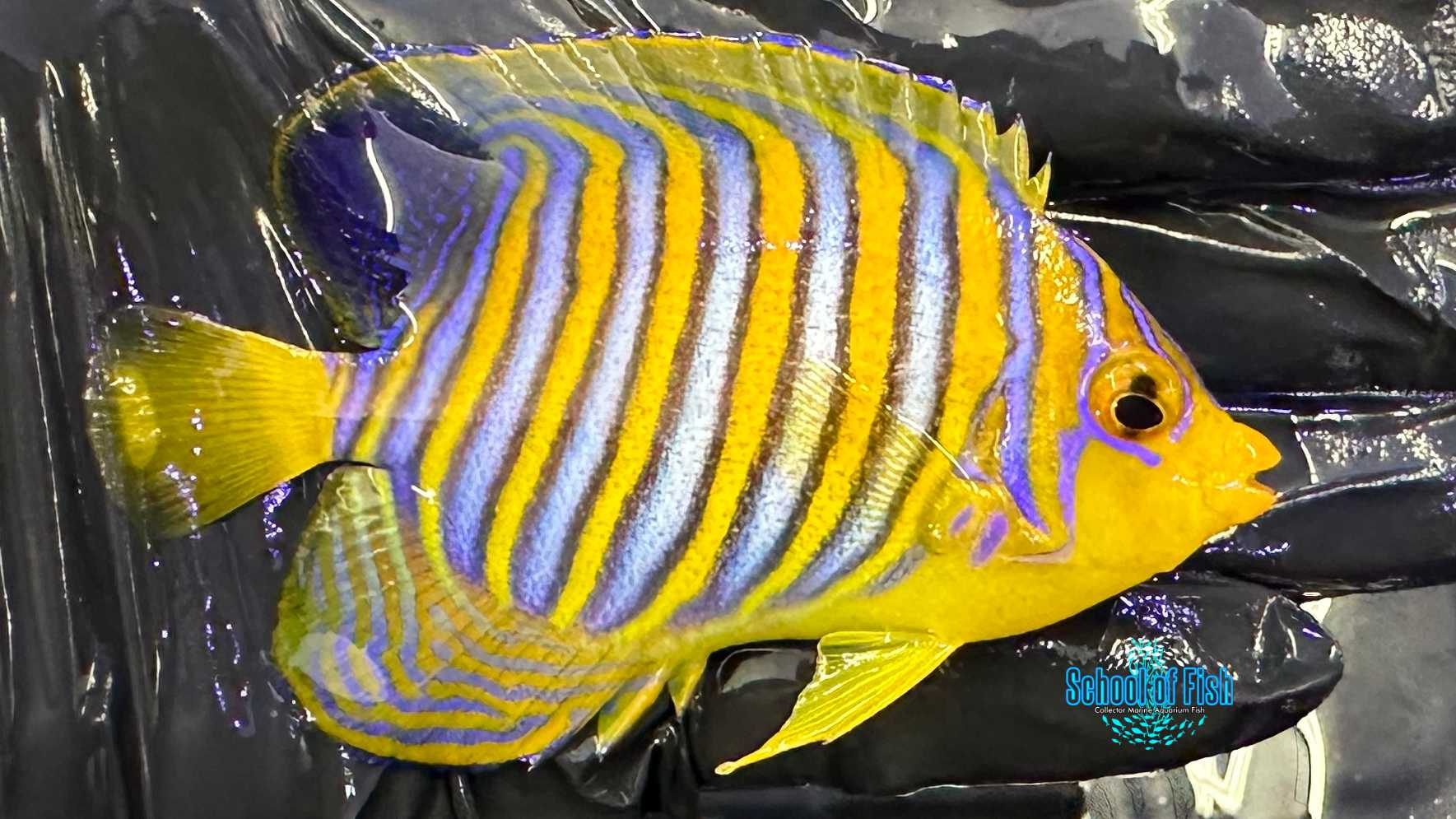 Red Sea Regal Angel | School of Fish Online Store