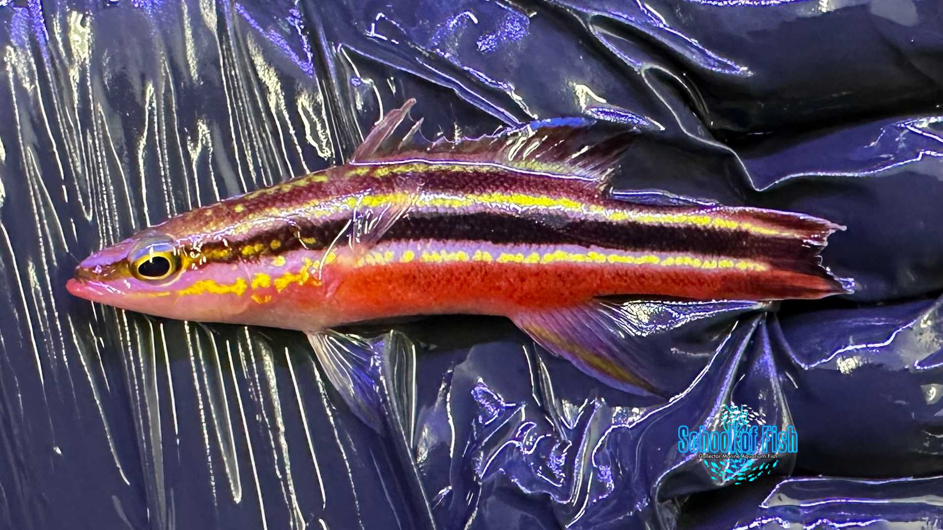 Rainbow Basslet | School of Fish Online Store