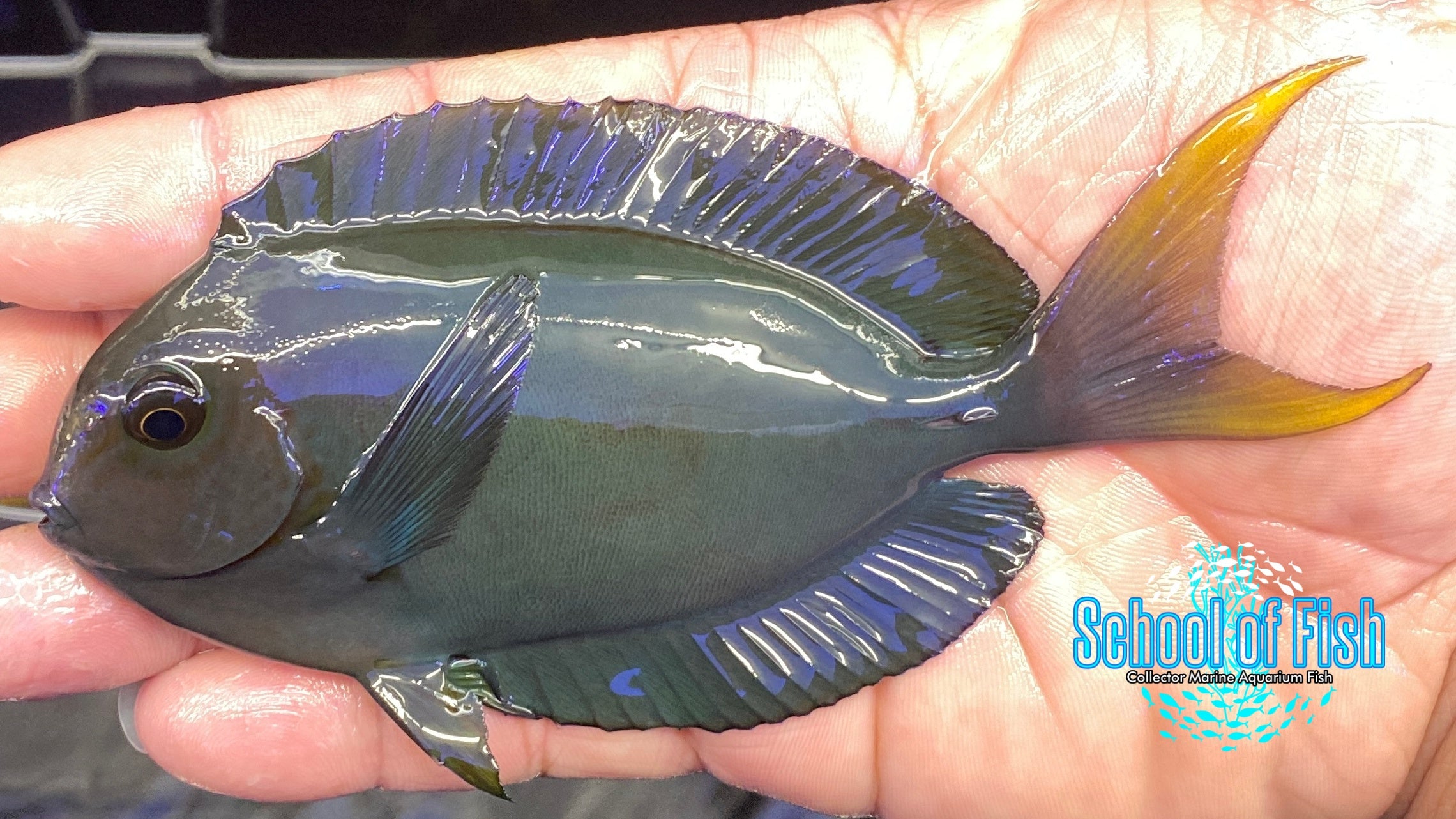 Acanthurus Thompsoni