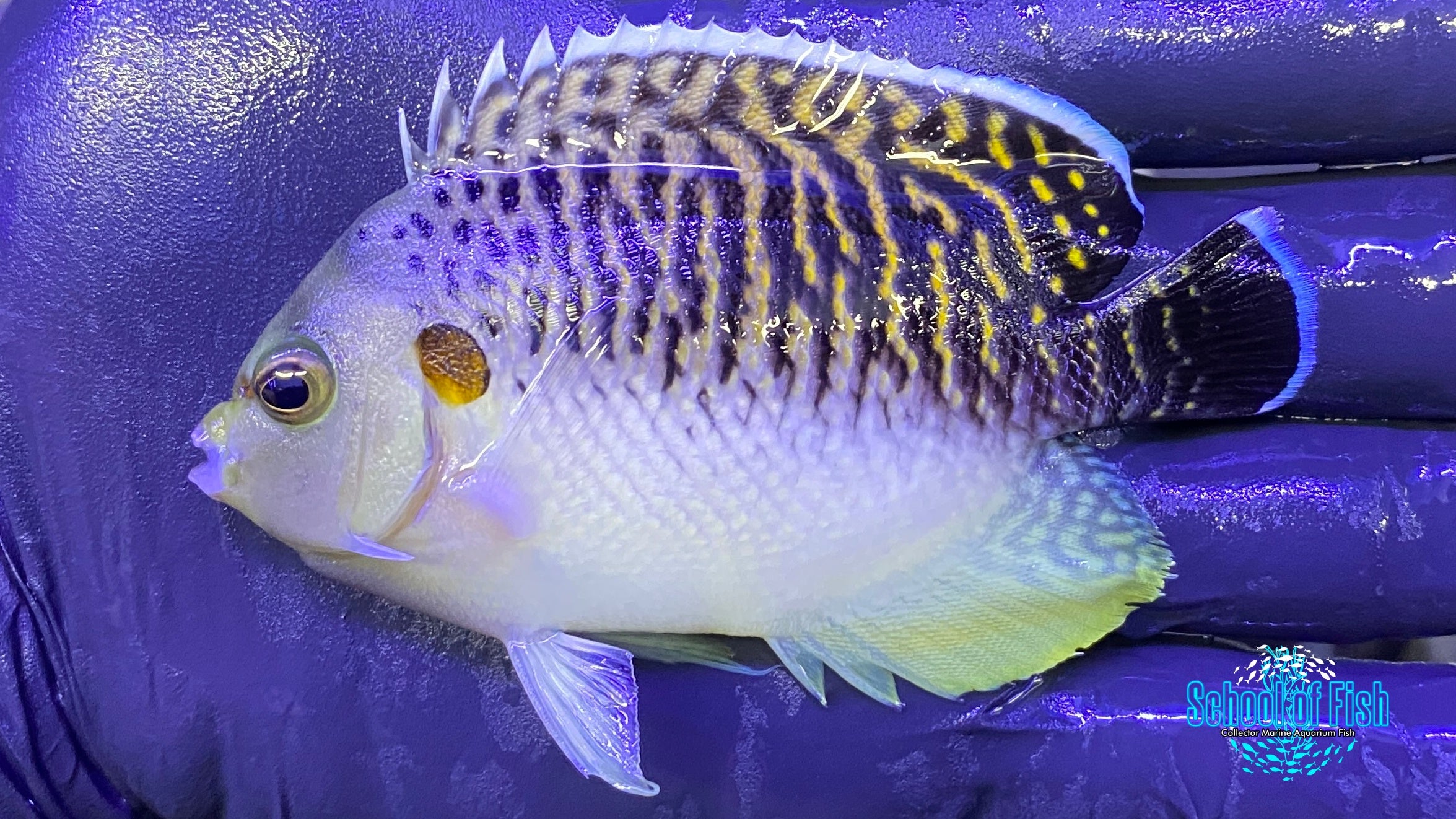 Tiger Angel #1 | School of Fish Online Store
