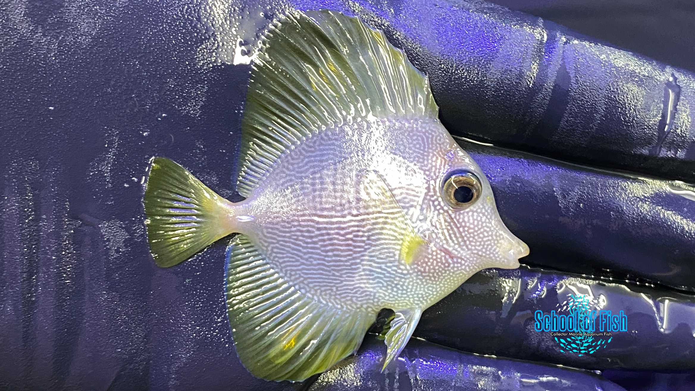 Yurple Tang (Yellow x Purple) | School of Fish Online Store