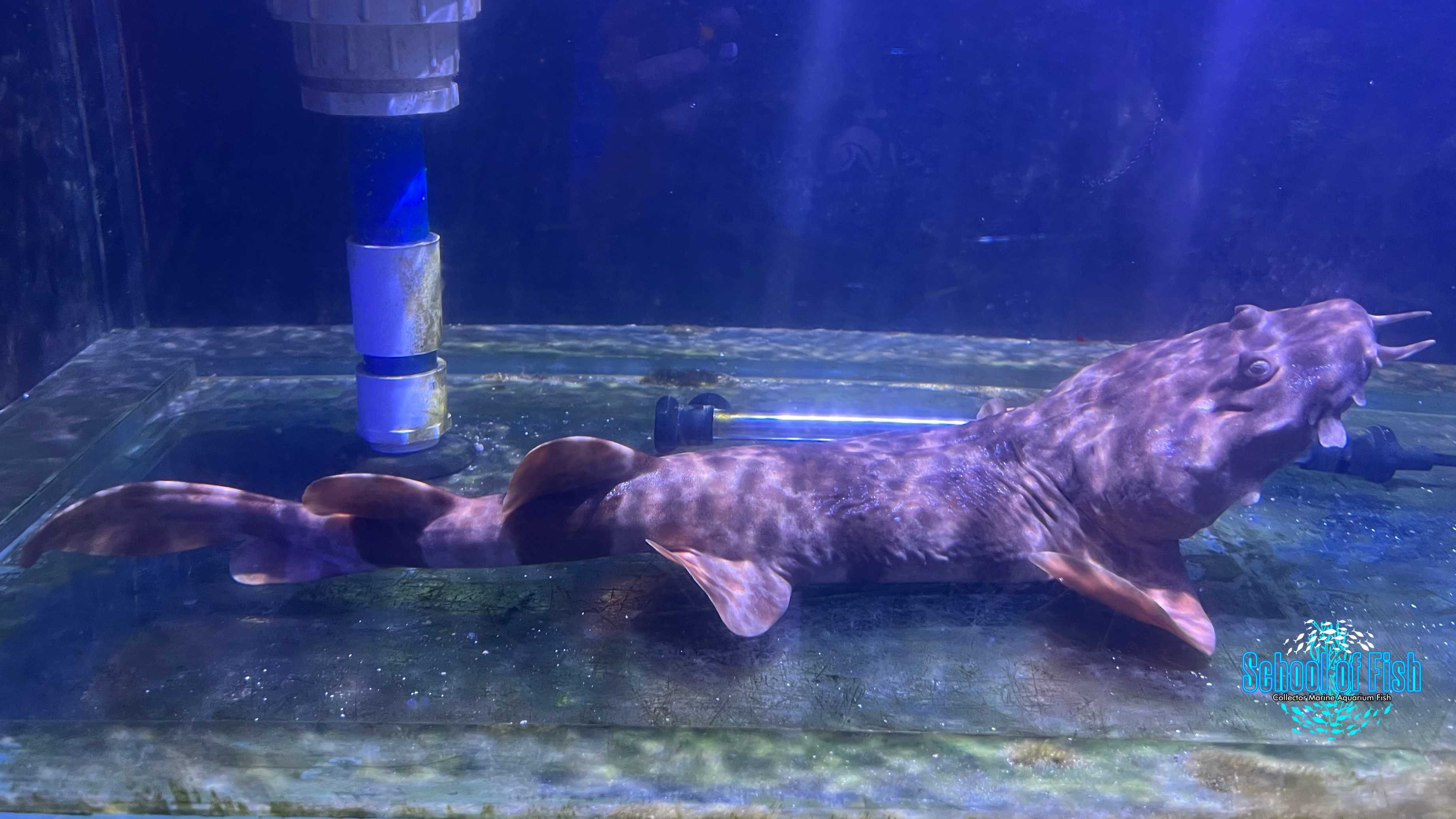 Northern Wobbegong 22" | School of Fish Online Store