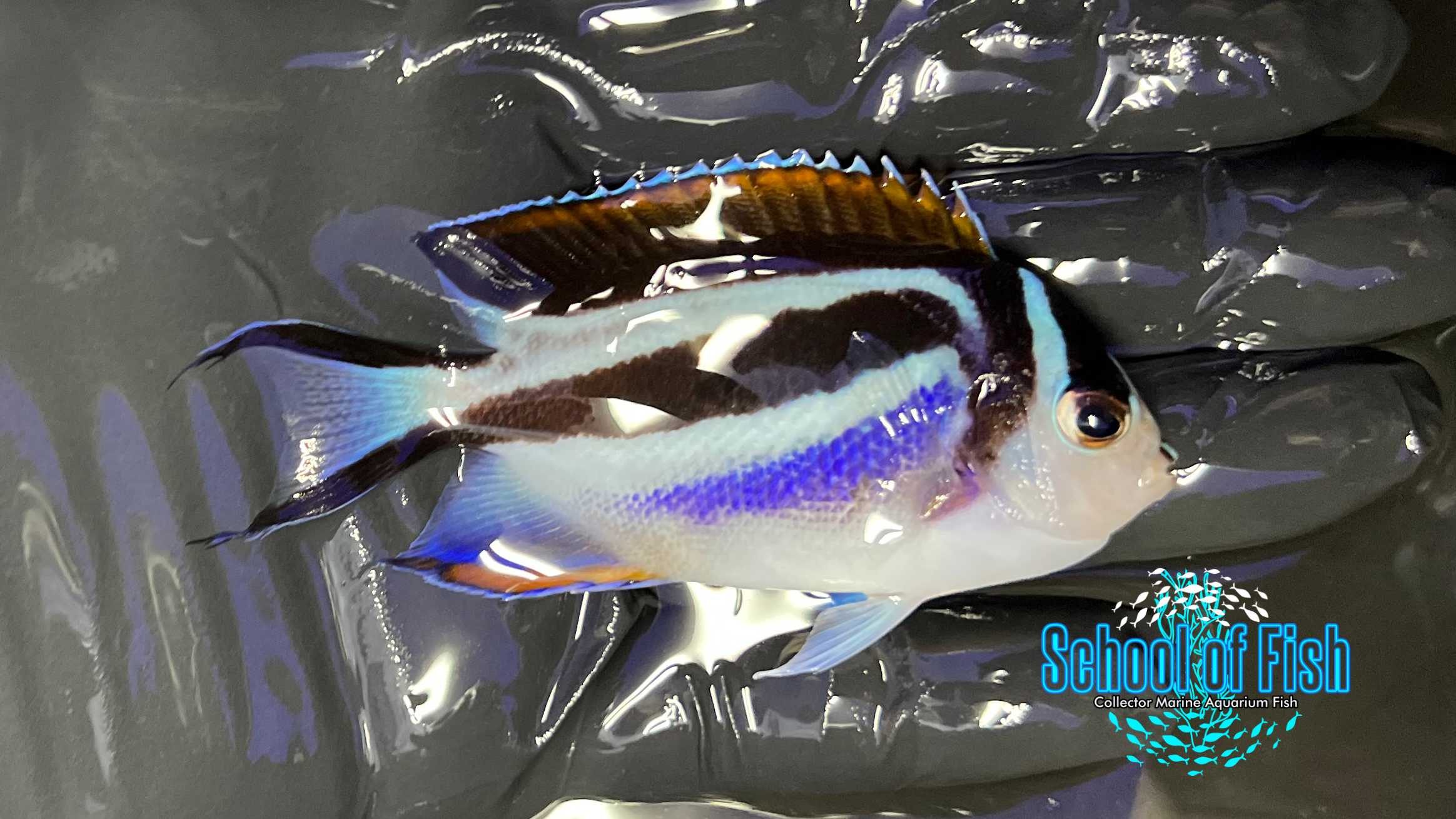 Bellus Angel Female #1 | School of Fish Online Store
