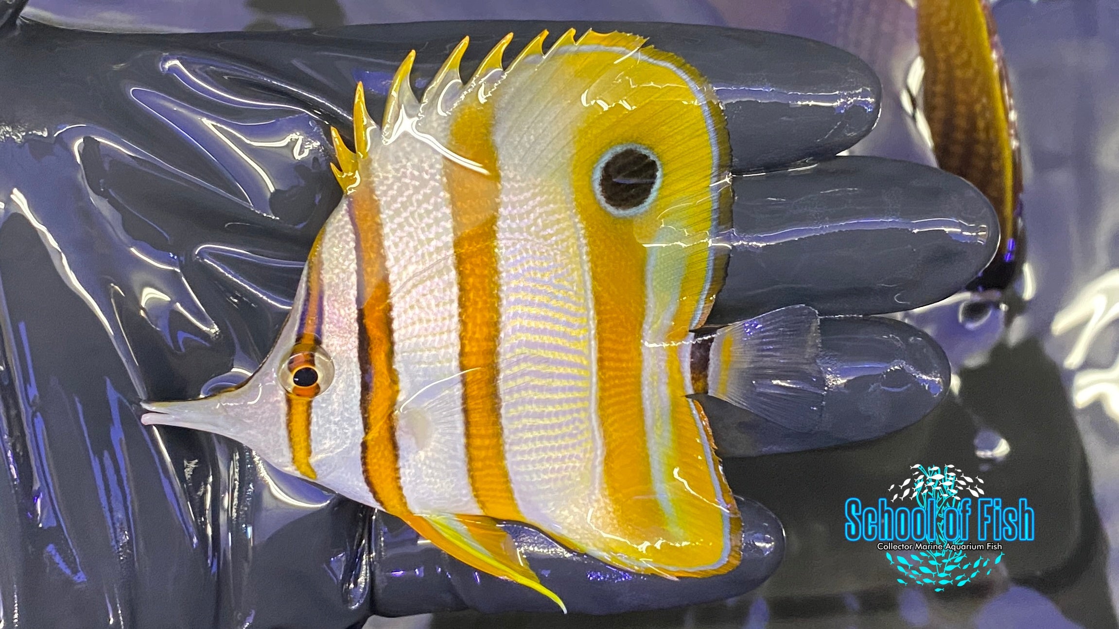 Copperband Butterfly | School of Fish Online Store