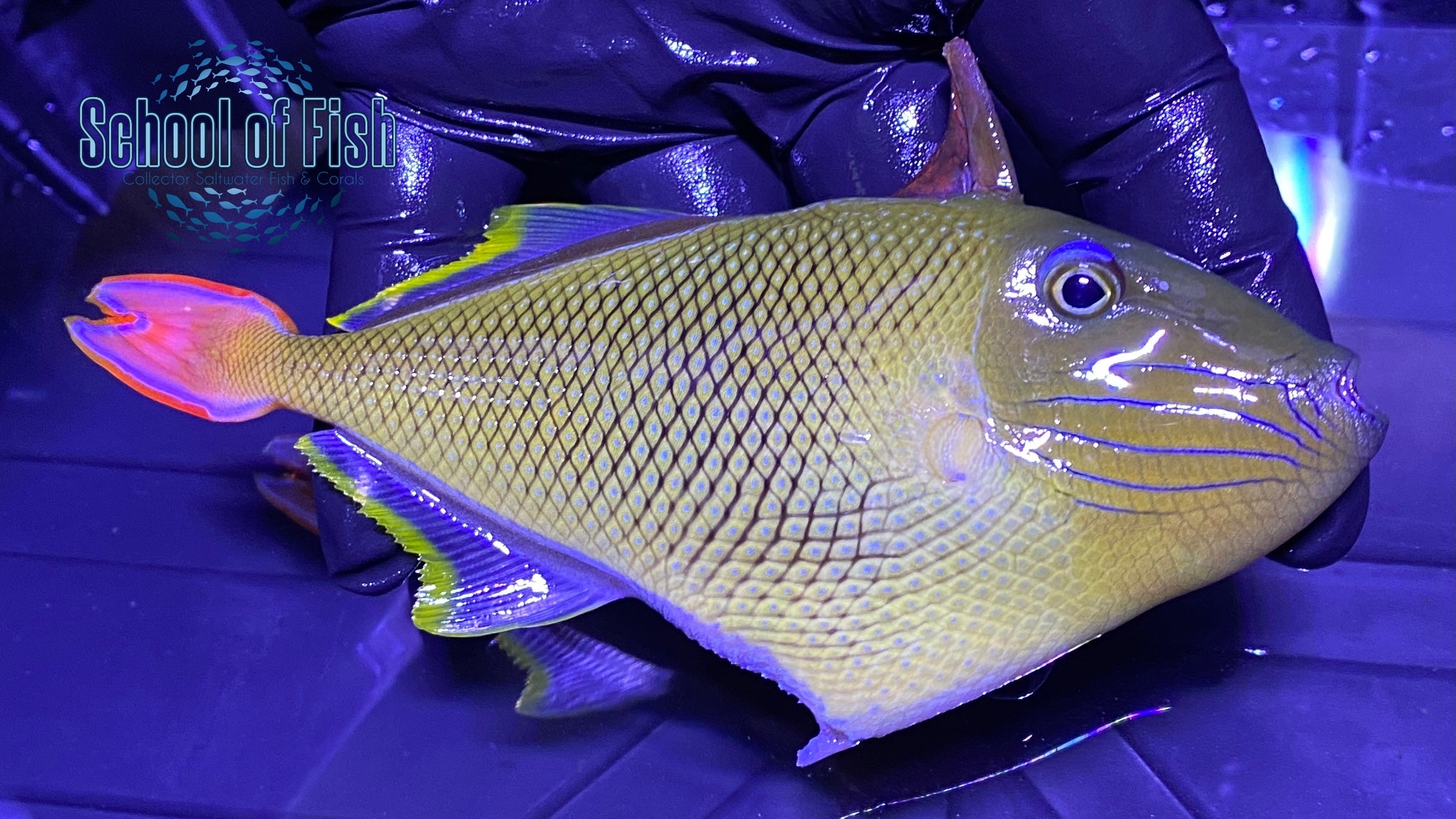 Crosshatch Triggerfish Male 6" | School of Fish Online Store