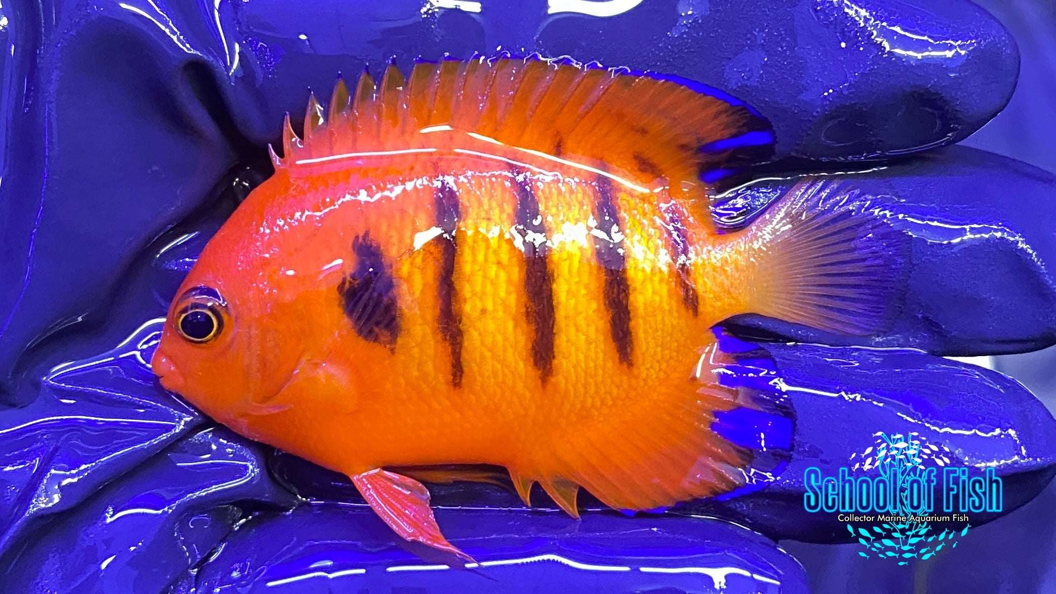 Flame Angel 2 | School of Fish Online Store