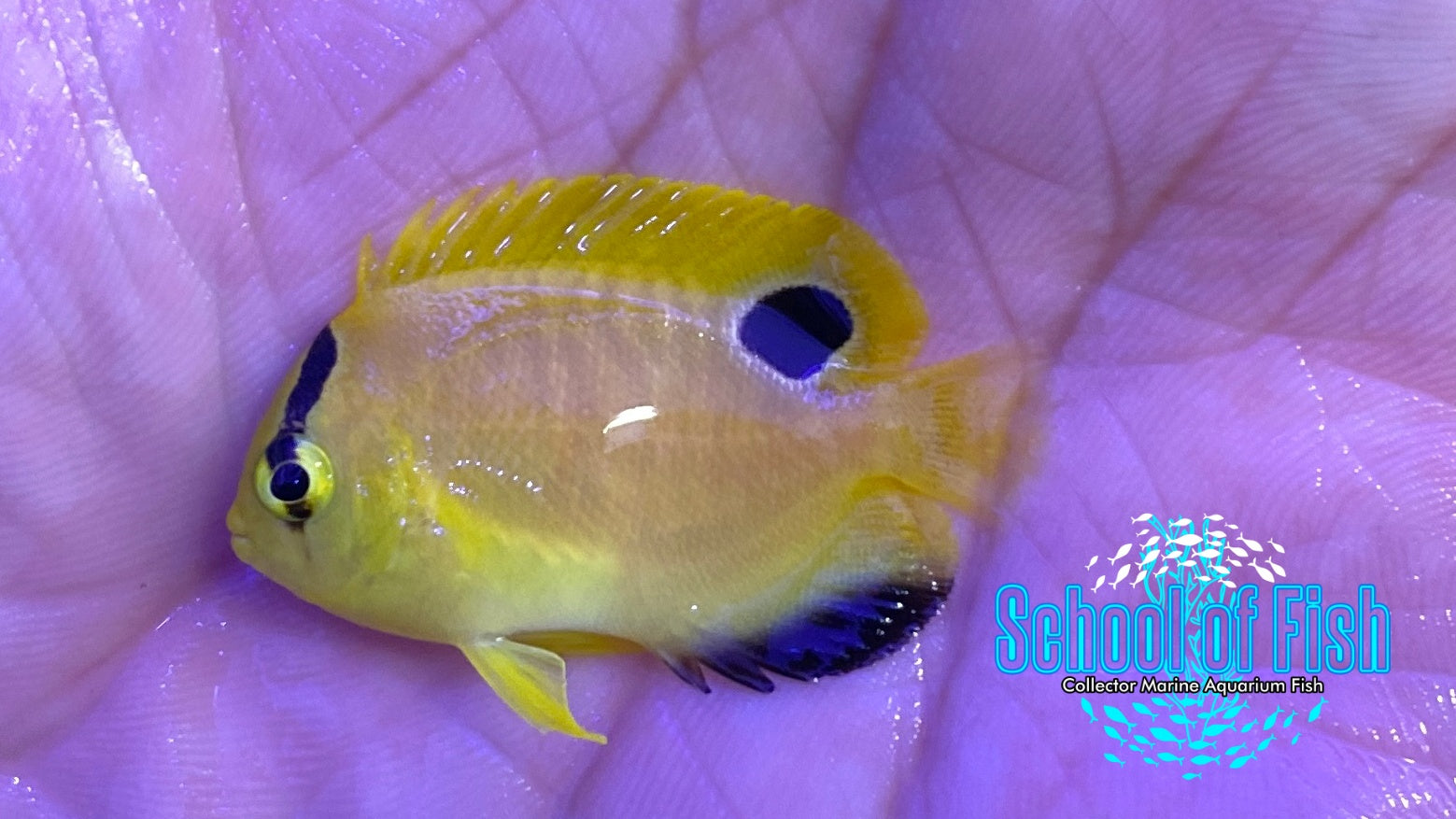 Goldflake Angels Captive Bred 1 | School of Fish Online Store