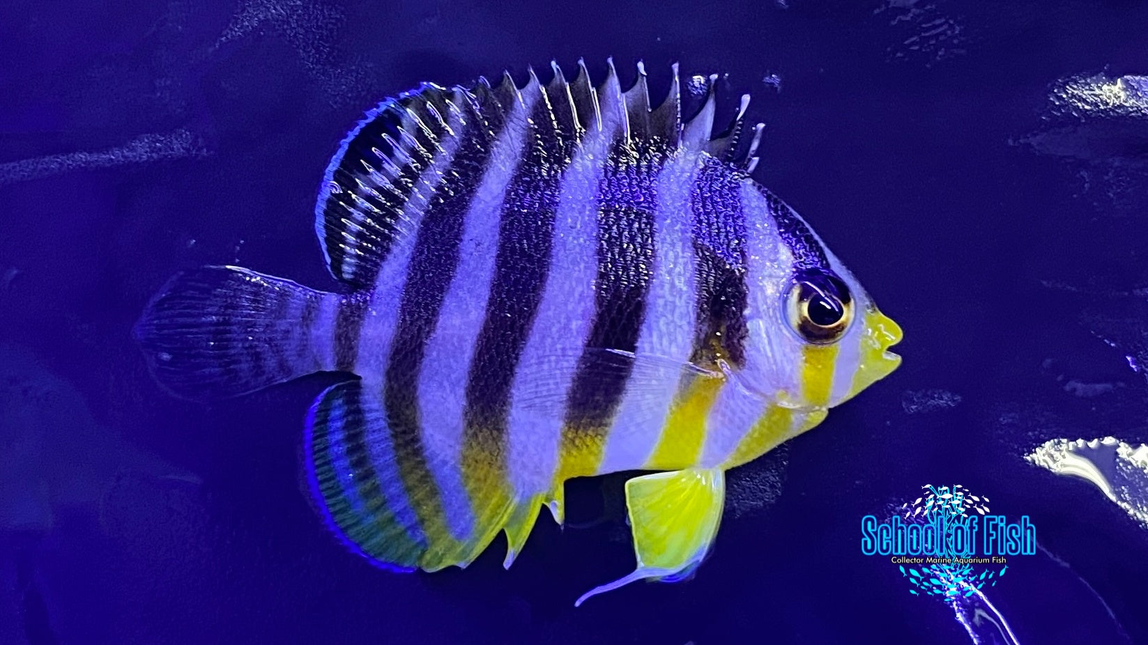 Multibar Angelfish Captive Bred 2 | School of Fish Online Store